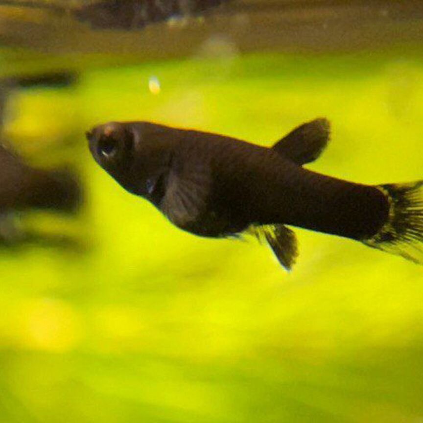 Моллинезия