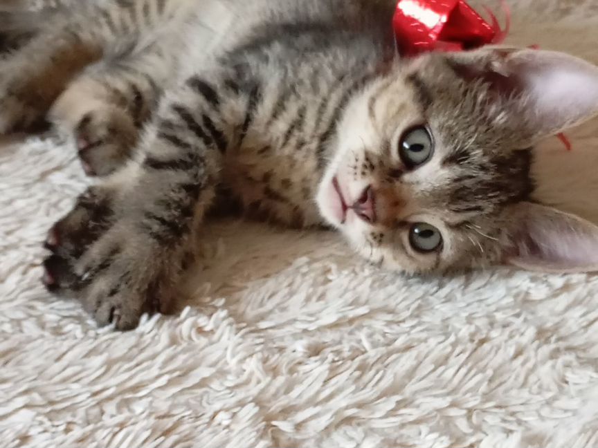 Котенок