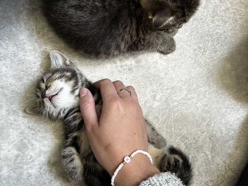 Британские котята