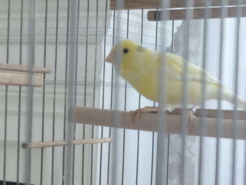 Канарейка самка