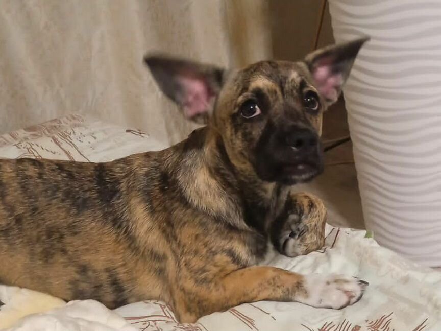 Маленький тигровый пëсик / 10 мес/ приют