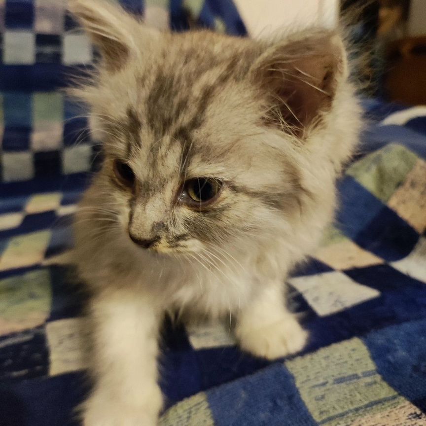 Котенок