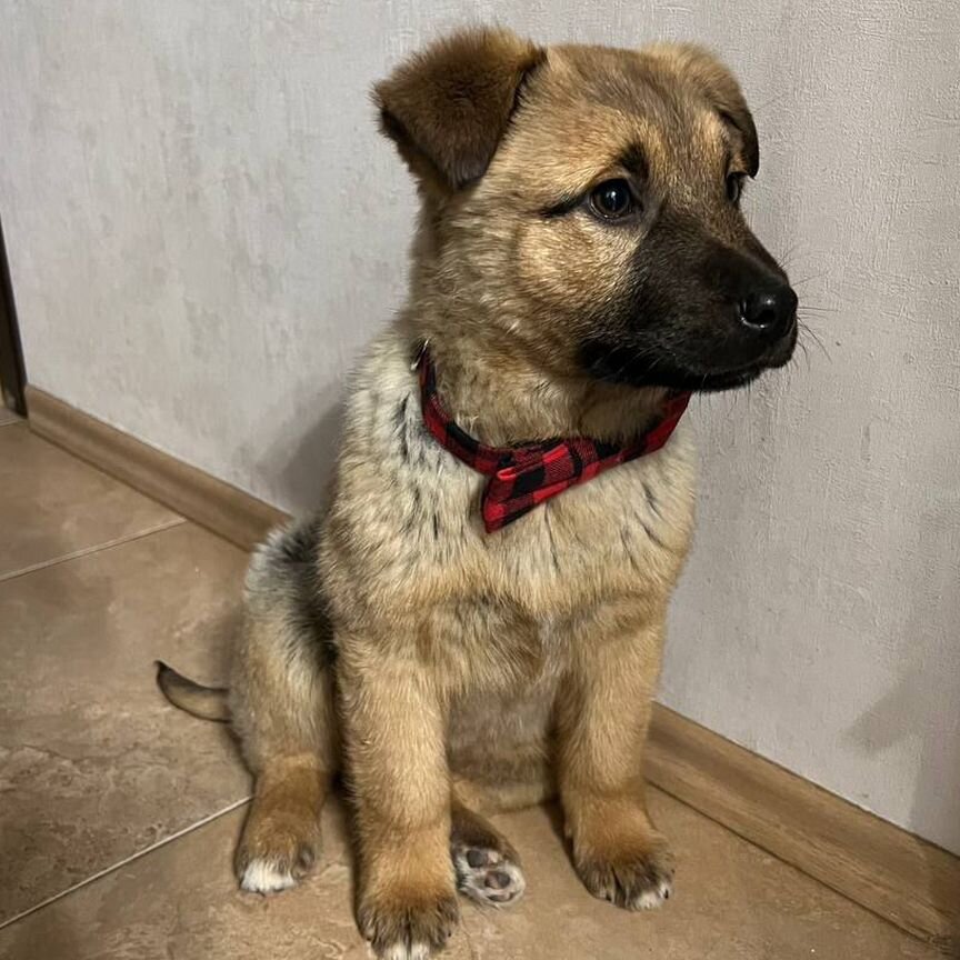 Красотка Сэнди ищет дом