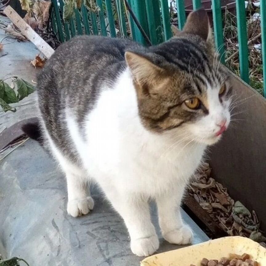 Котик в частный дом, привезем в любой город