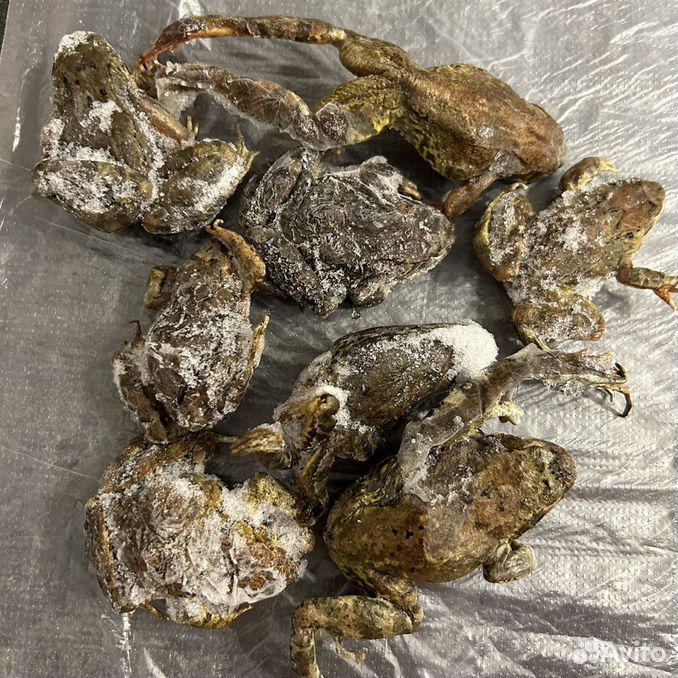 Лягушки кормовые 8шт заморозка