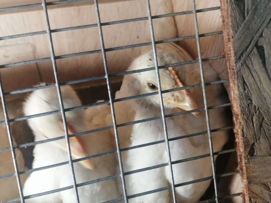 Цыпленок, петушки