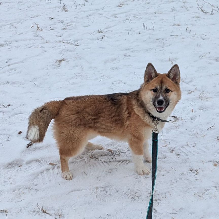 Акита помесь