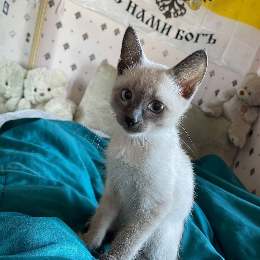 Отдам кота в добрые руки бесплатно