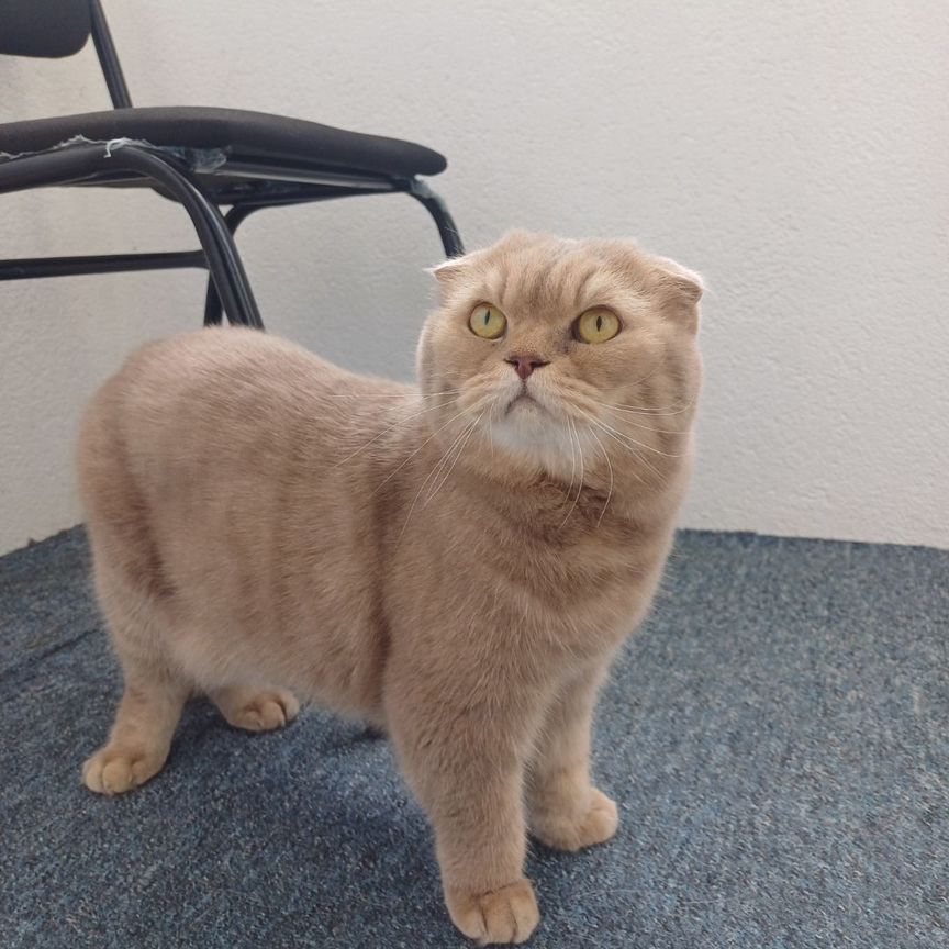 Кот Шотландская вислоухая