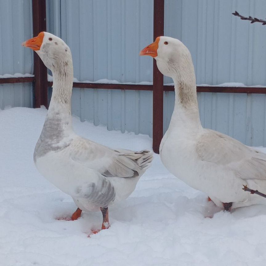 Холмогорские гуси