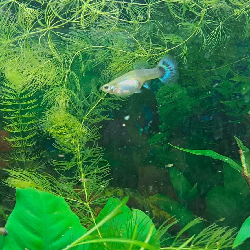 Аквариумные рыбки гуппи