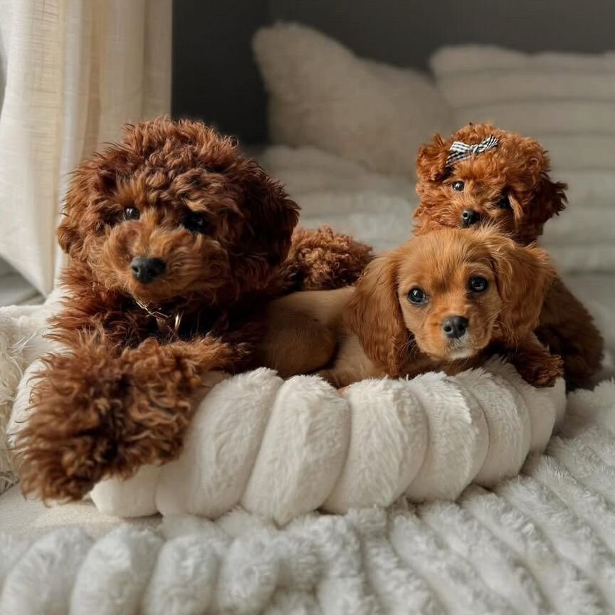 Той-пудель, щенок