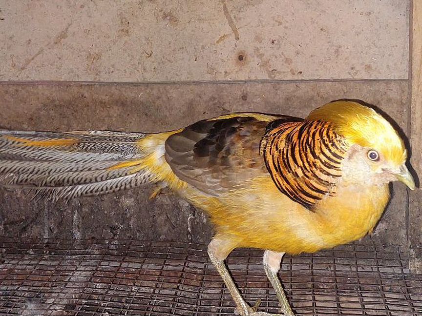 Фазан и фазанята