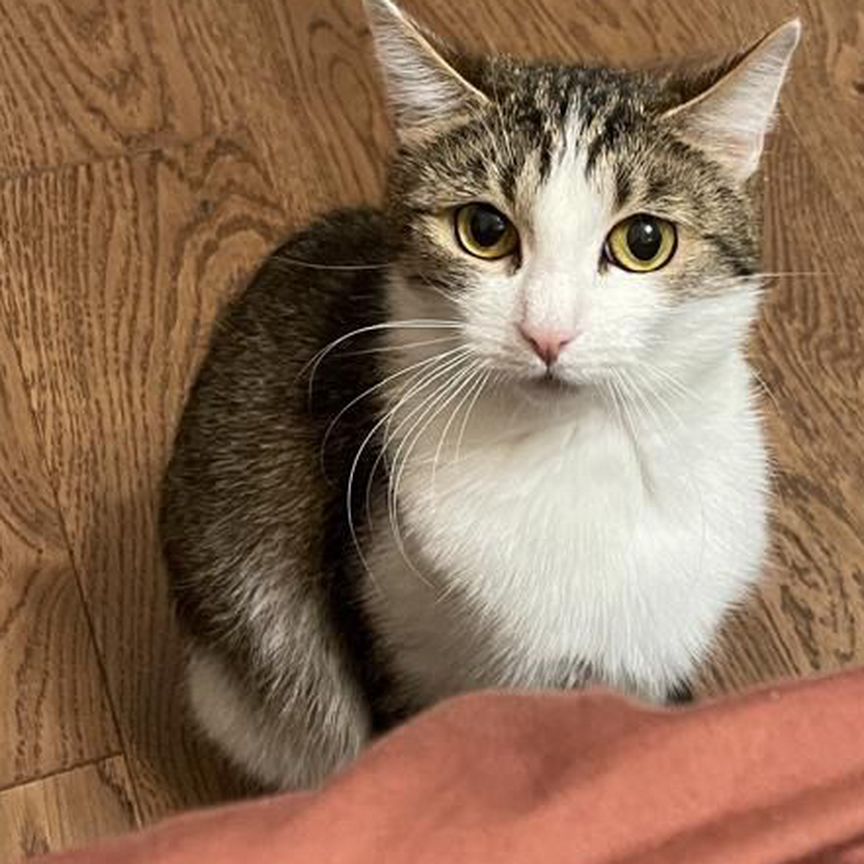 Спокойной кошке Шаде нужен хозяин