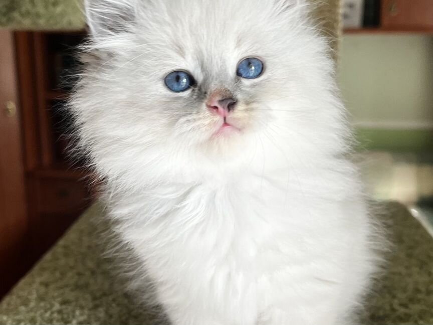 Мальчик Лучик)