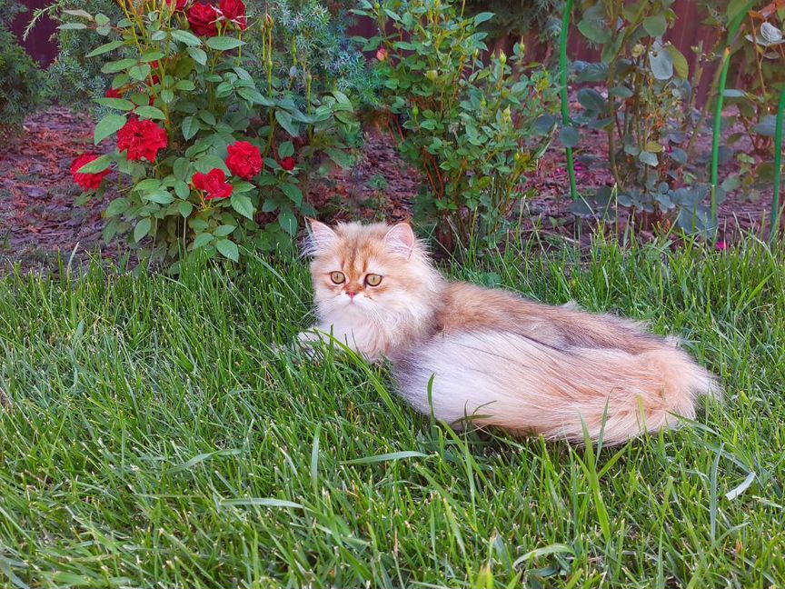 Котята золотая шиншилла