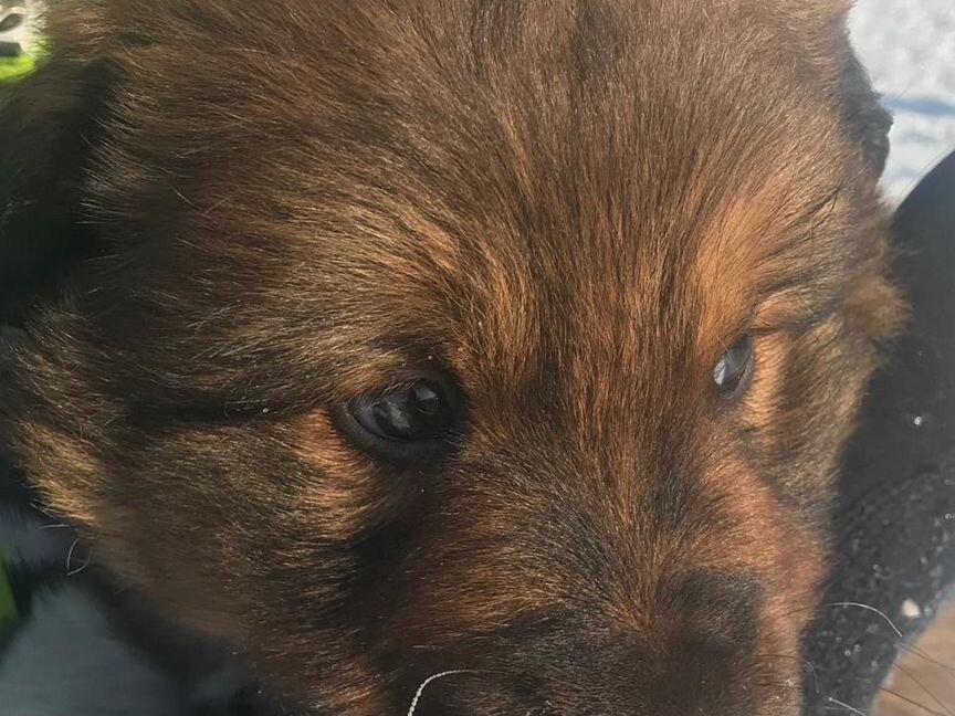 Щенок мальчик в надежные руки