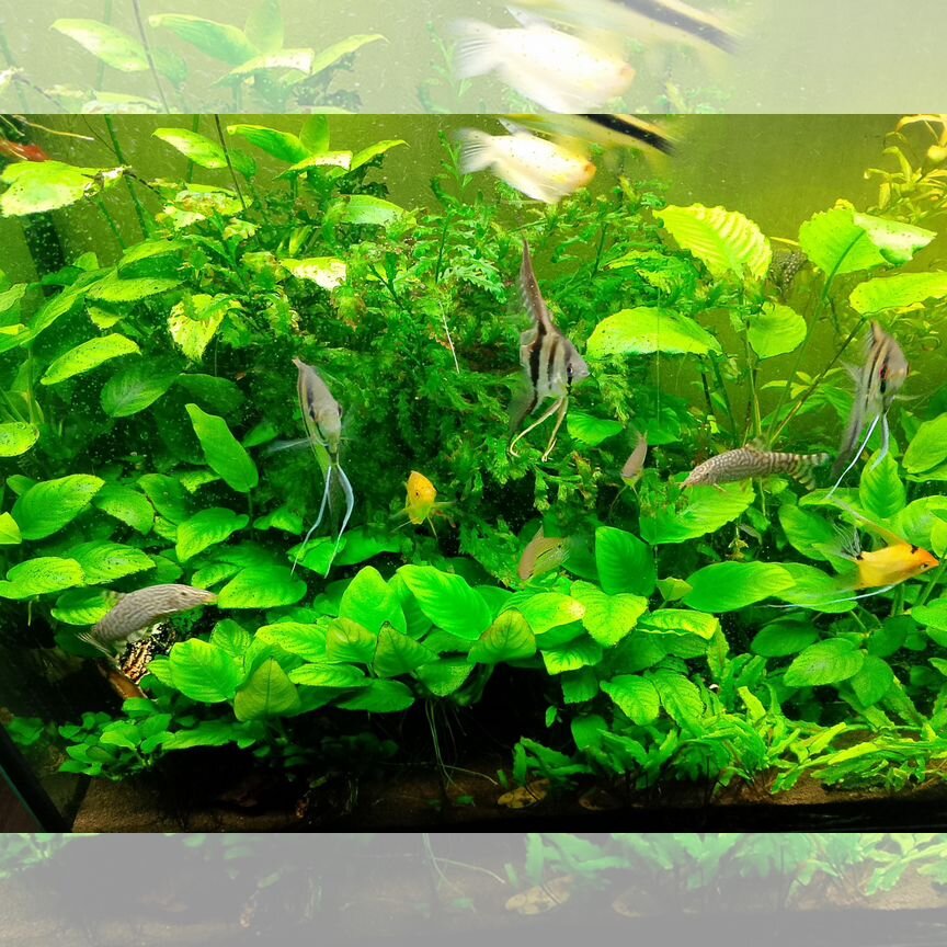 Папоротник болбитис