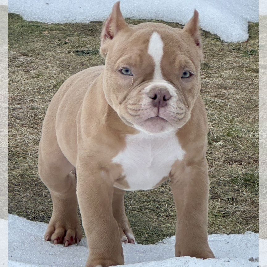 Американский булли, щенок
