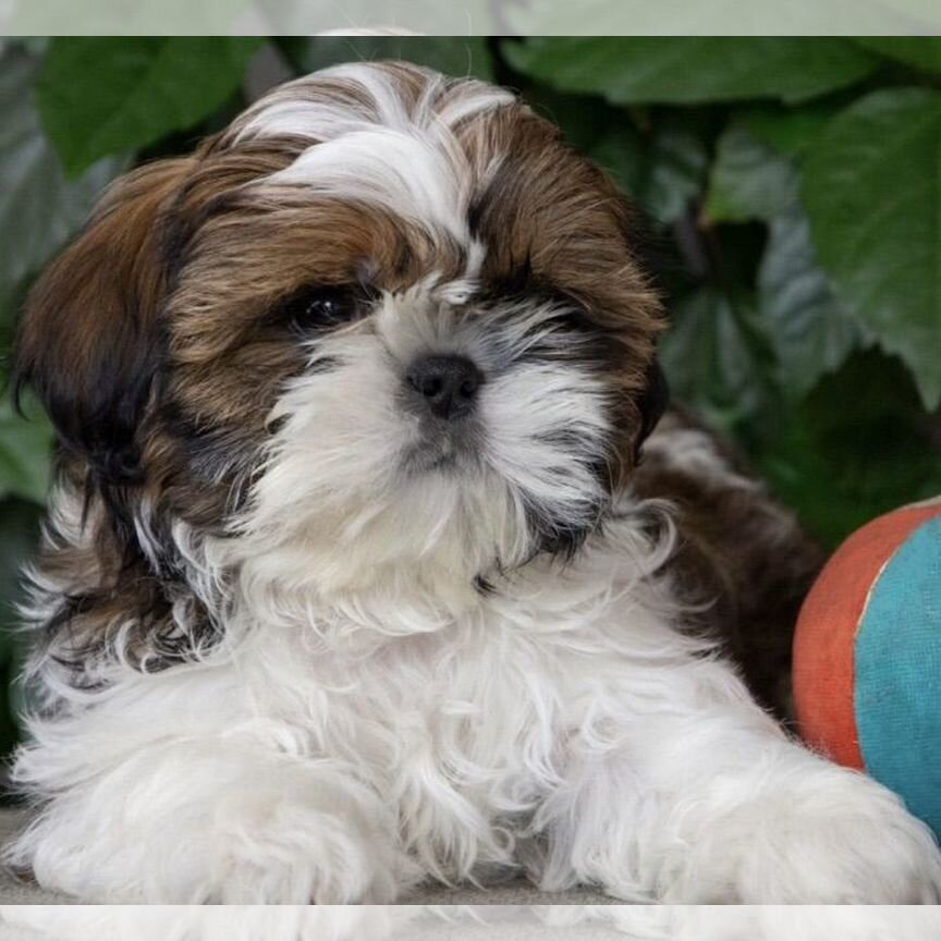 Ши-тцу, щенок