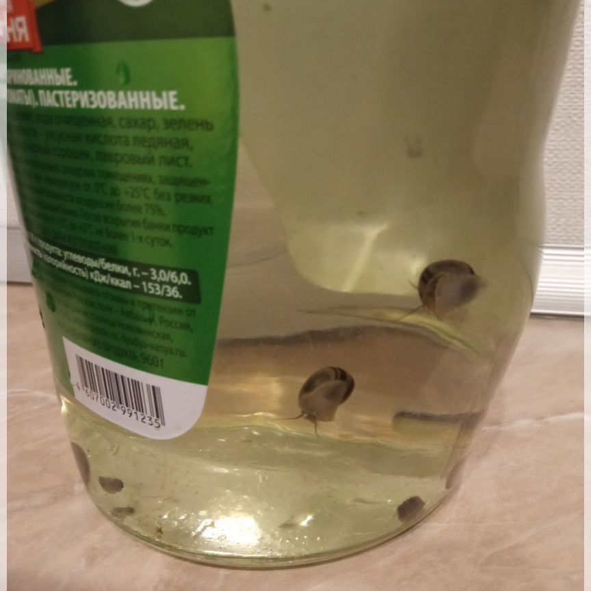 Аквариумные улитки Мариза