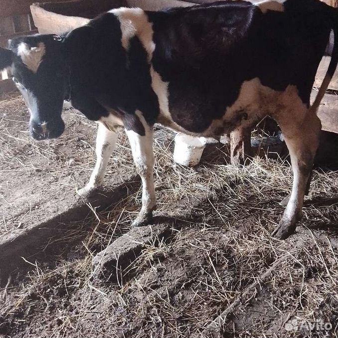 Тёлка голштинской породы