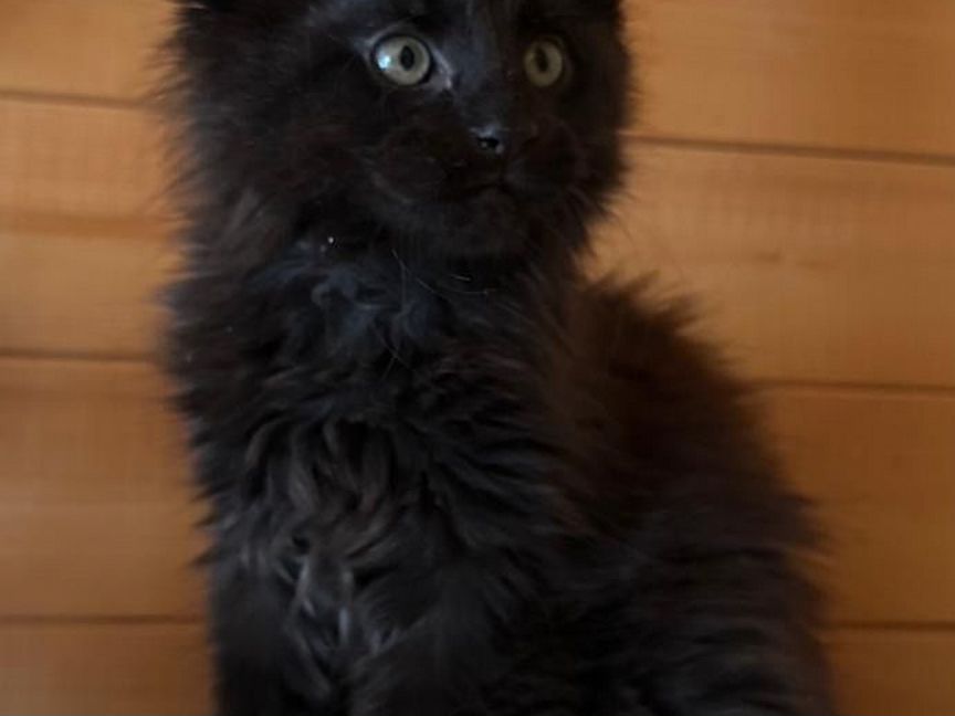 Мейн-кун котята полидакт