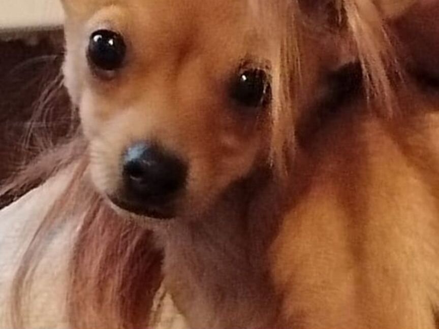 Вязка собак