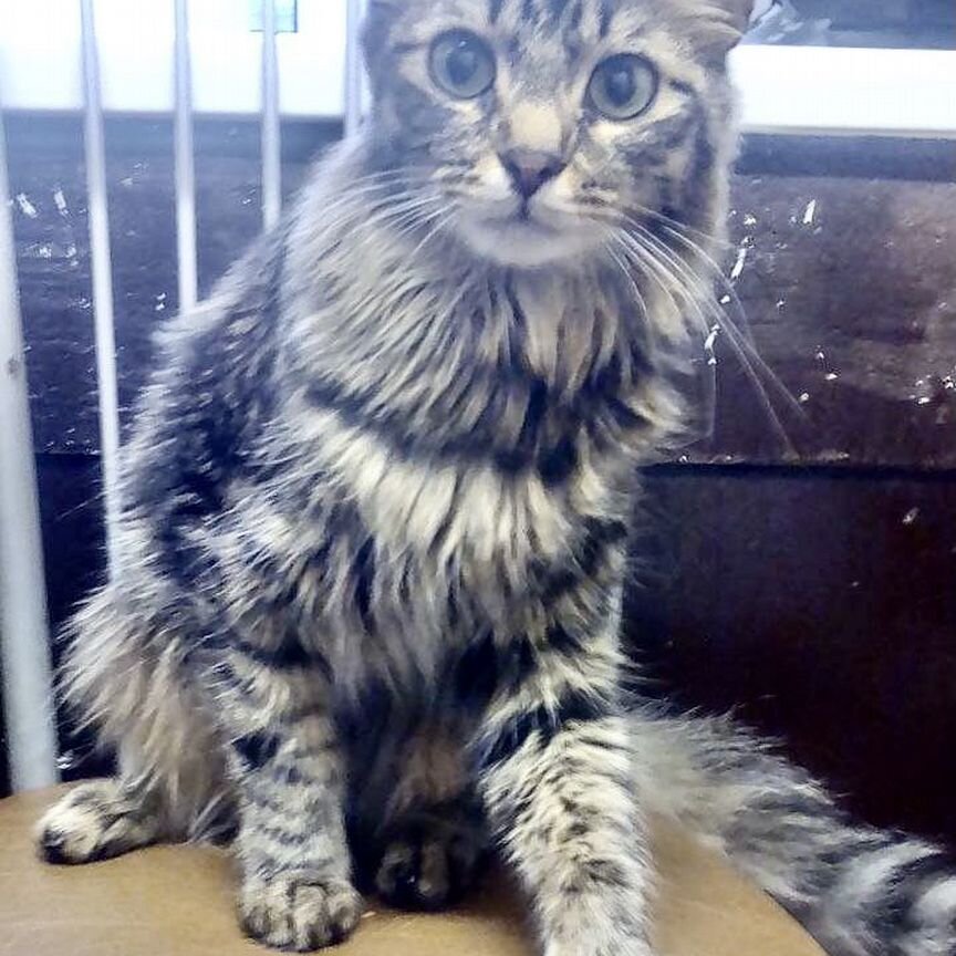 Сибирский кот и кошка в добрые руки