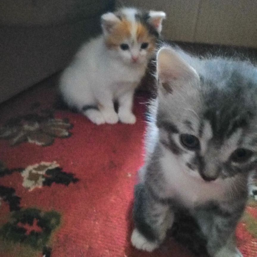 Котята в добрые руки