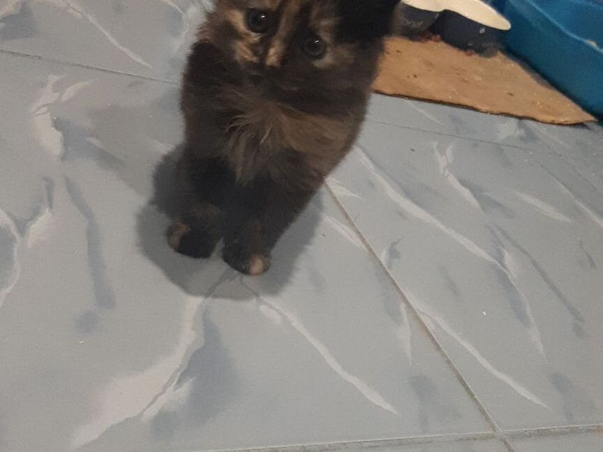 Домашние животные котята