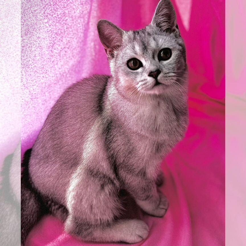 Шотландский котенок мальчик