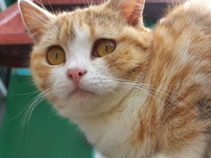 Кошечка девочка 10 мес рыжая