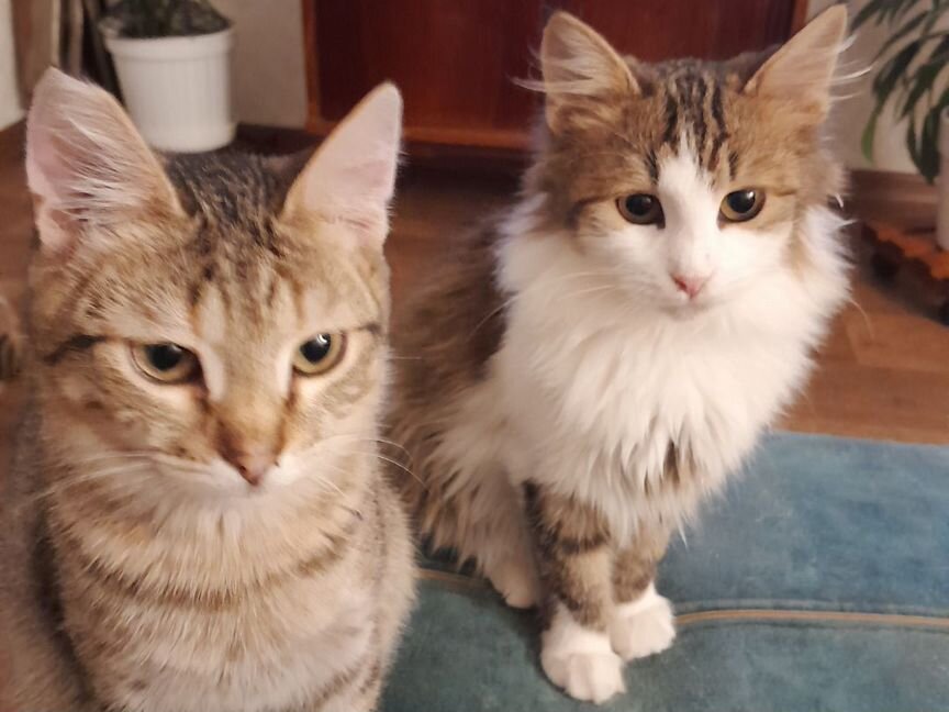 Кошка