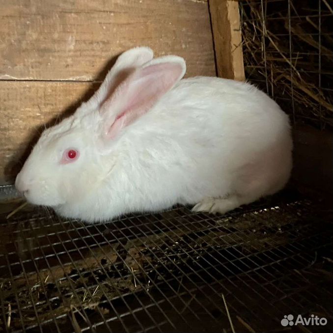 Крольчиха