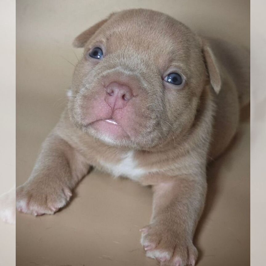 Американский булли, щенок