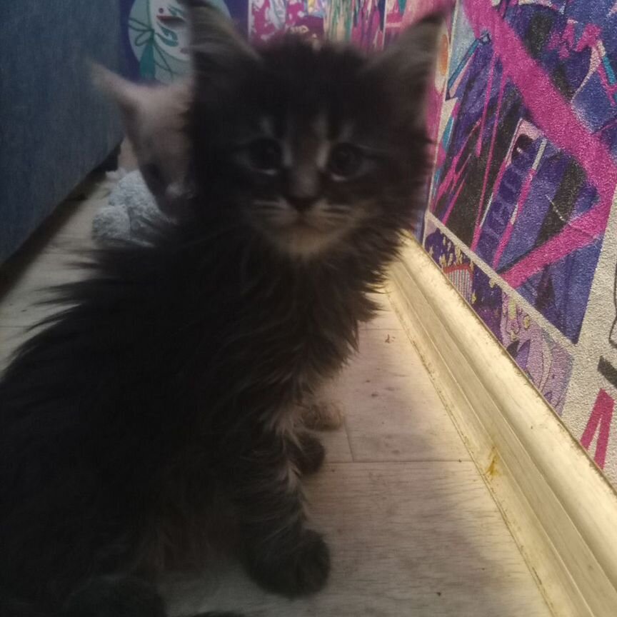 Мейн-кун котёнок