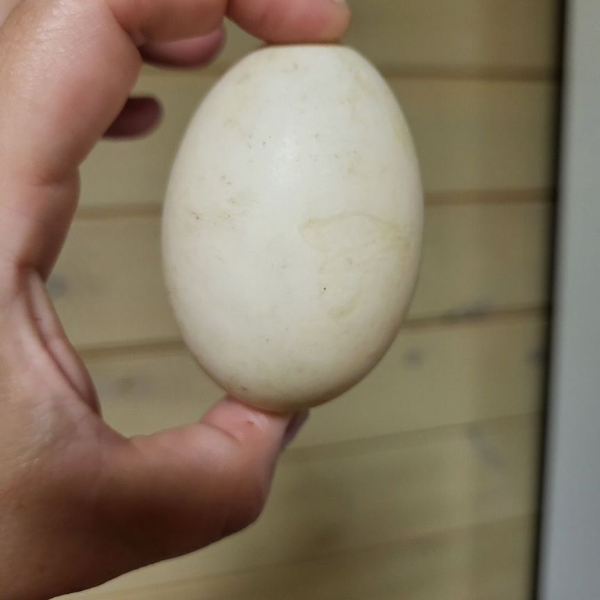 Инкубационнын Яйца Мускусных уточек