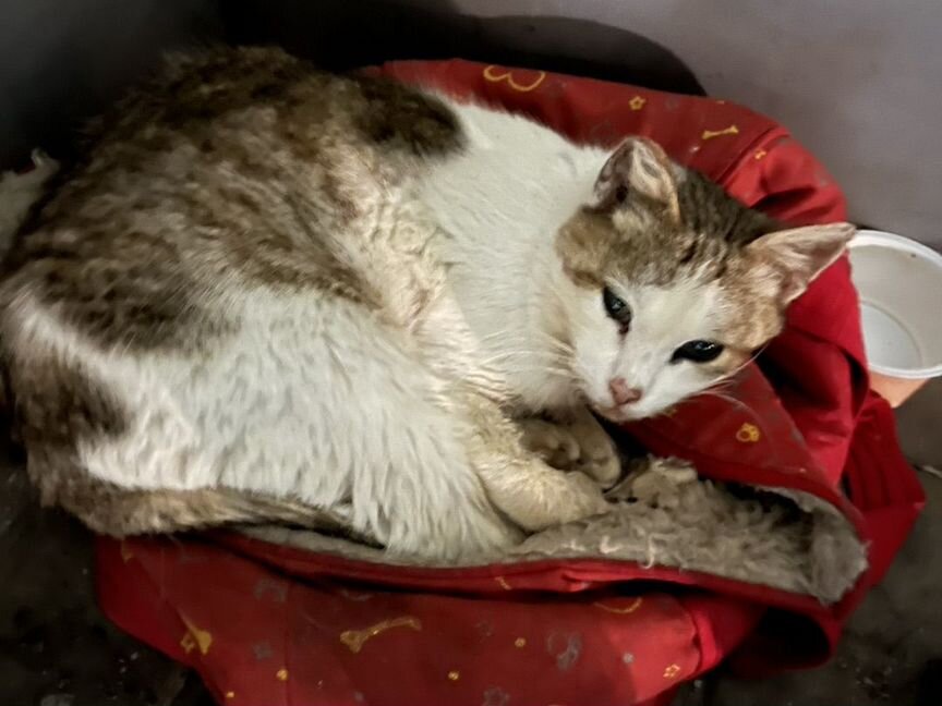 Кот лечение