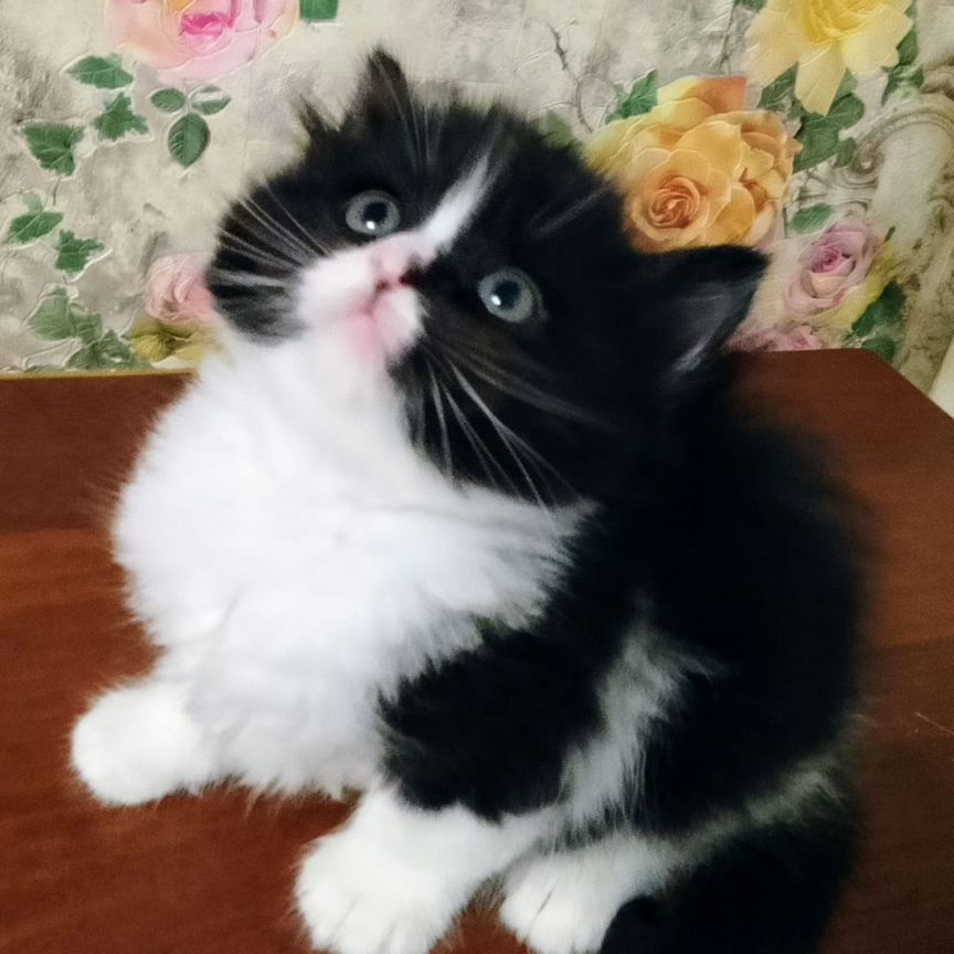 Славные пушистики