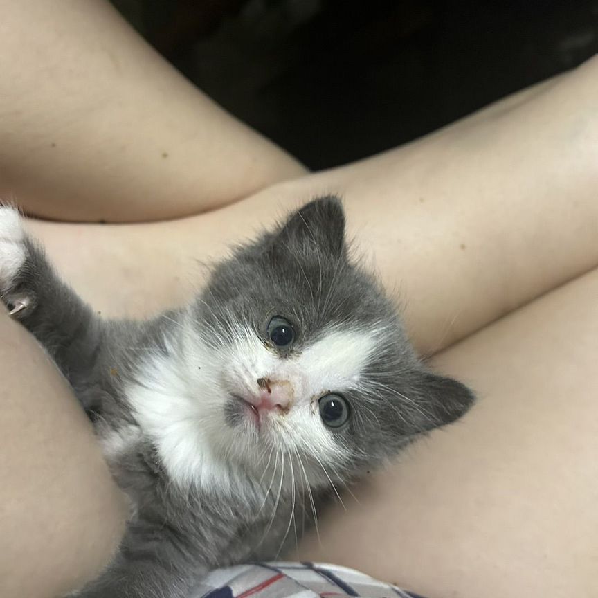 Котенок в добрые руки