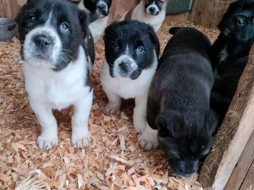 Среднеазиатская овчарка