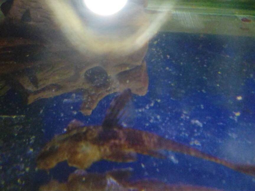 Лорикарии красные