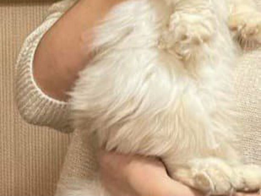 Кошечка Персея