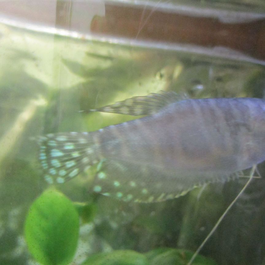 Гурами мраморный