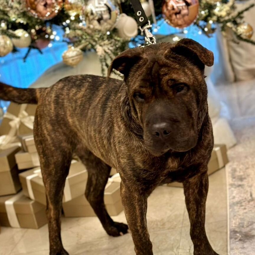 Пит-ка, очаровательная толстая попка