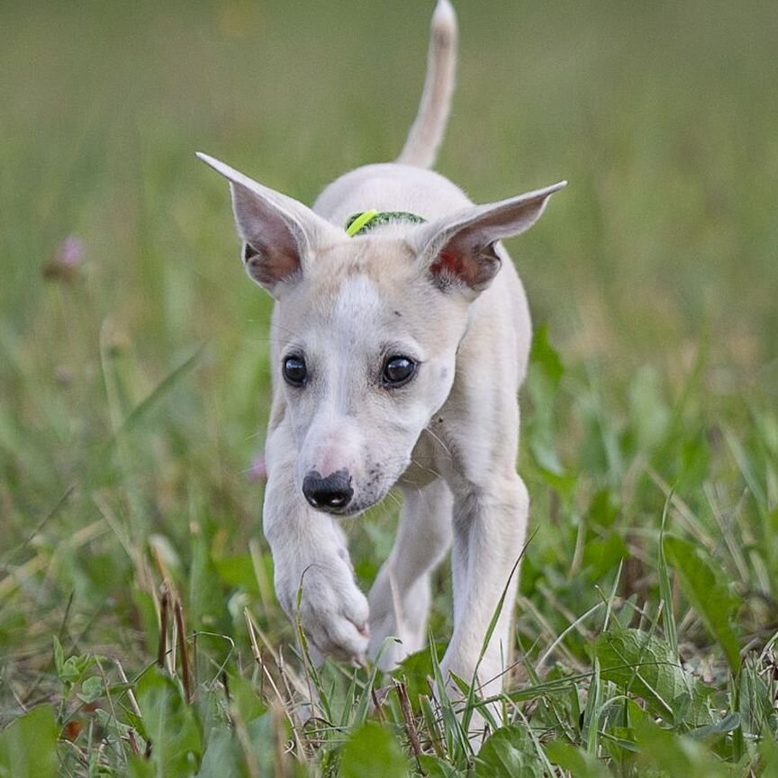 Щенки уиппета