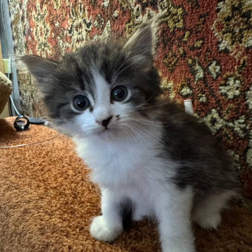 Котёнок в добрые руки