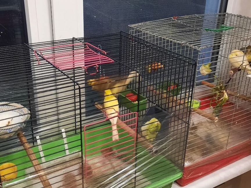 Канарейки самец