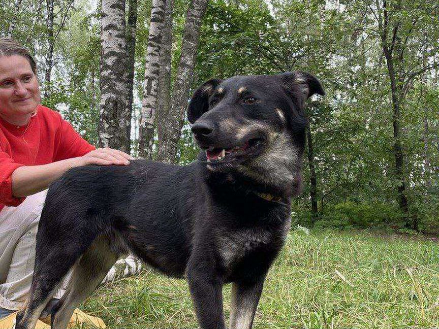 Каштан ищет дом (собака из приюта)